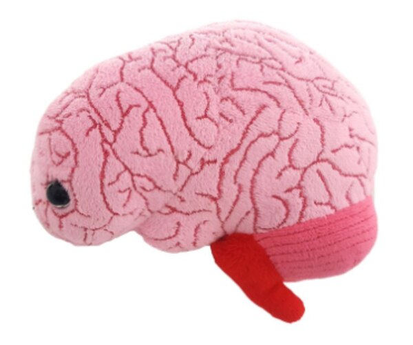 Brain Giantmicrobes Plush Wildcat Store